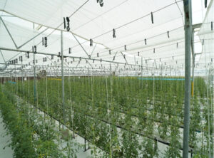 About Us: Pioneering Sustainable Agri-Tech Innovation | eeki